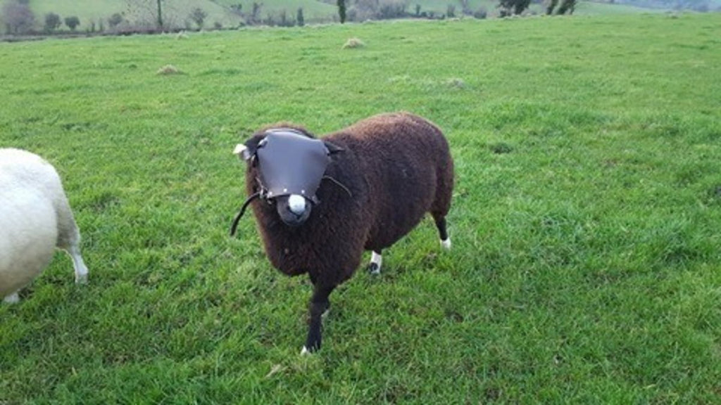 Ram Guards – Sheepproducts.ie
