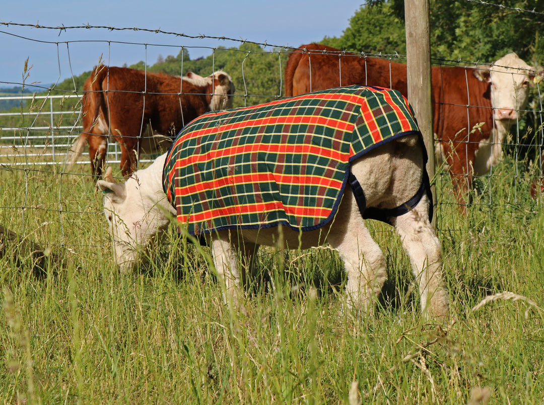 Travel & Show Sheep coat – Sheepproducts.ie