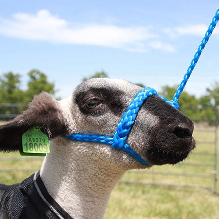 Sullivan's Soft Braid Sheep Halter - Sheepproducts.ie