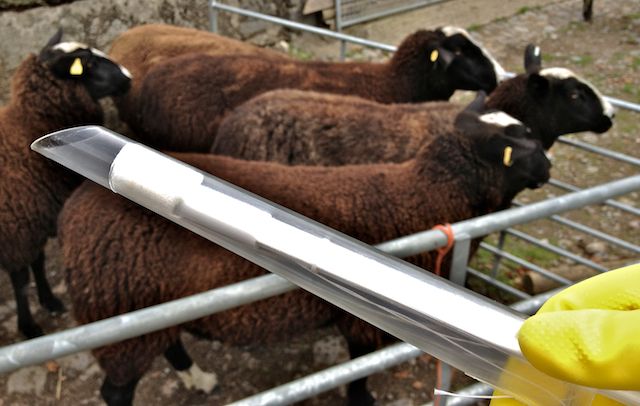 Chronogest sponge applicator – Sheepproducts.ie